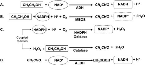 Ethanol And Acetaldehyde Oxidation Reactions Ethanol Is Converted To Download Scientific