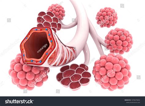 Alveolar Mucosa