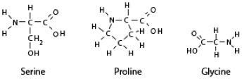 Solved The Structures Of The Amino Acids Serine Proline
