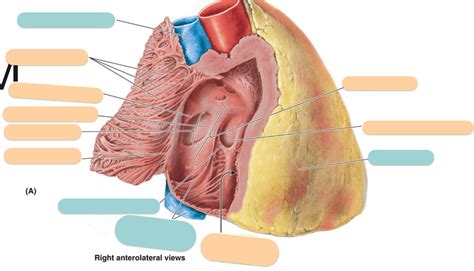 Anatomy Unit 2 Lecture 3 Right Atria Diagram Quizlet