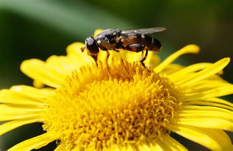 Is That An Adaptation Youre Wearing The Thick Legged Hoverfly Ray