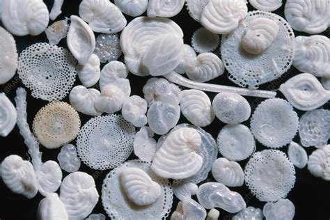 Variety Of Foraminifera From Sea Floor Stock Image C0058249