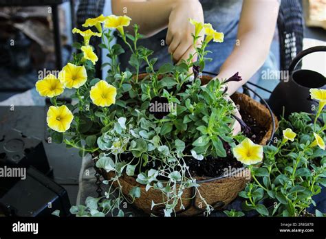 Young Woman Using A Trowel Plant A Mixed Annual Hanging Basket Or Pot