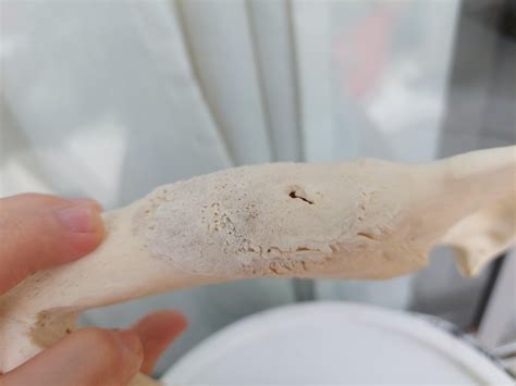 Puij My Pig Skull With A Massive Tooth Abscess And Other Mouth Issues