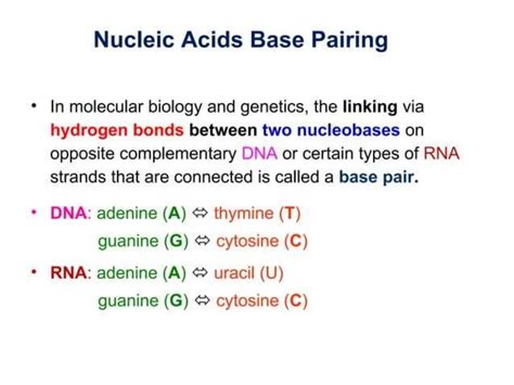 Dna And Rna Replication Overview Pptx