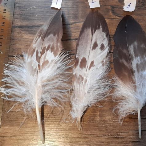 Golden Eagle Feather Etsy