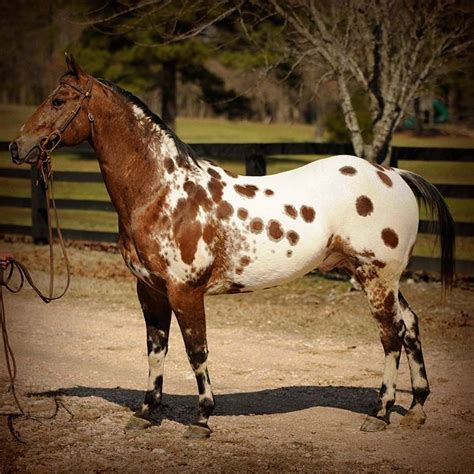 Bay Blanket Appaloosa