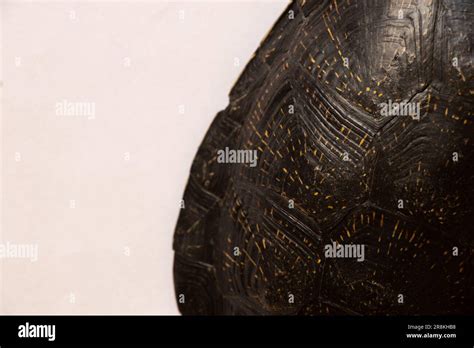 Turtle Shell On An Isolated Background Stock Photo Alamy