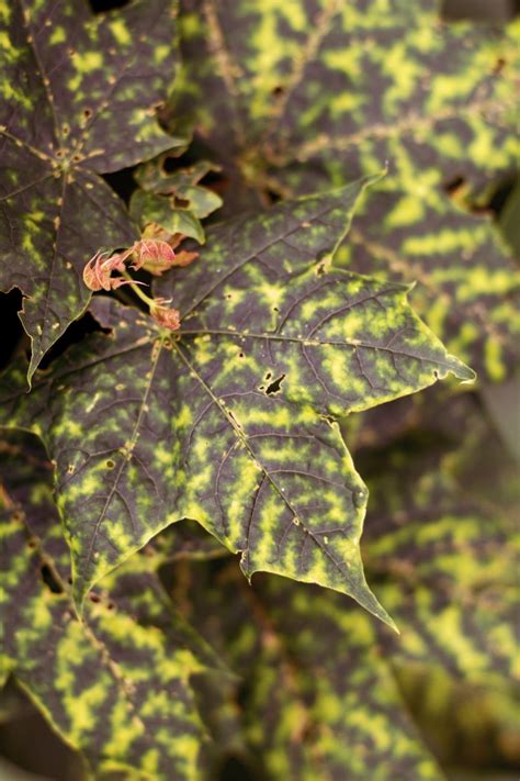 Mottled Leaf Copyright Free Photo By M Vorel Libreshot