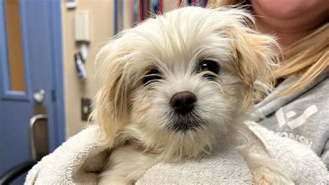 Humane Society Puppies