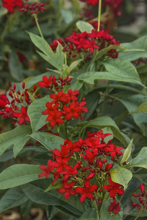 Compact Spicy Jatropha Jatropha Integerrima Compacta Monrovia Plant