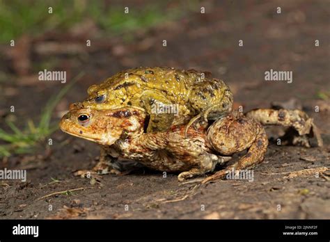 common toad bufo bufo pair in amplexus toad migration thuringia