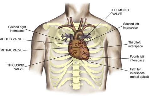 The Cardiovascular System Clinical Gate