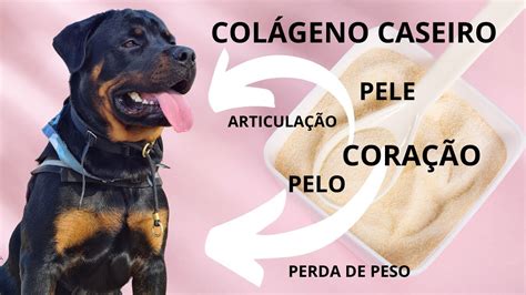 Como Fazer Colágeno Natural Para O Seu Cachorro Youtube