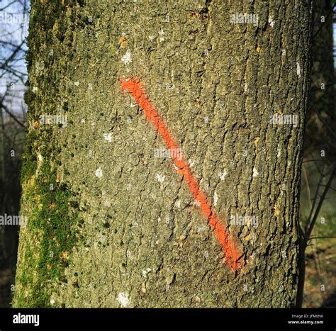 Tree Marking Color Code