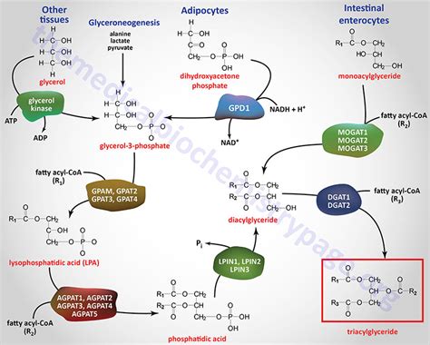 Synthesis Of Triglycerides The Medical Biochemistry Page