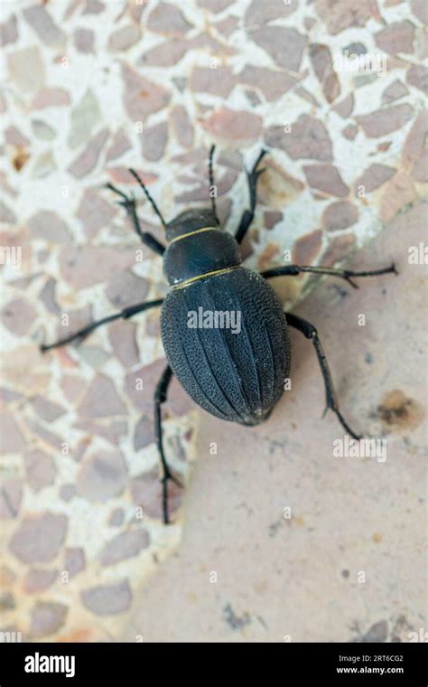 Velvety Dark Beetle Penthe Pimelia Bugguidenet Velvety Dark Beetle Penthe Pimelia Bugguidenet