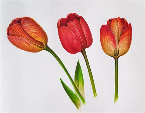 Flowers Drawing With Color Pencil Best Flower Site