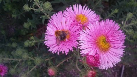 Aster Symphyotrichum Novae Angliae ‚rosa Sieger‘ Raublattaster