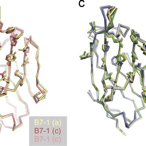 Recognition Of Ctla 4 By B7 1 And B7 2 In A The Shift In The