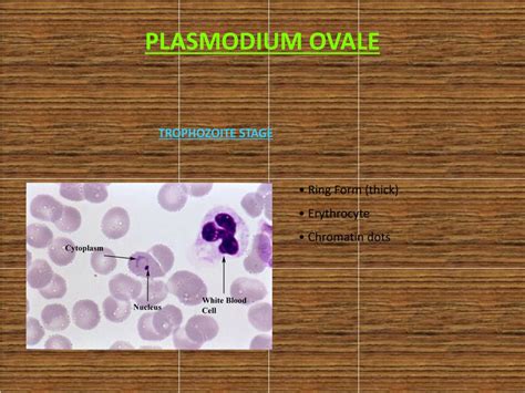 Ppt Adult Powerpoint Presentation Free Download Id2368919