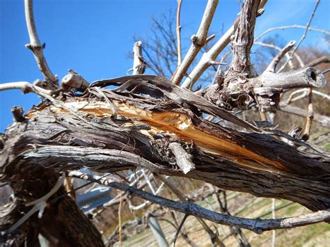 Scri Trunk Disease Project Page