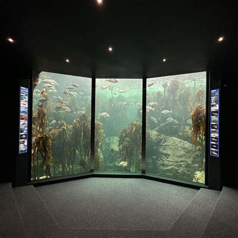 Two Oceans Aquarium Kelp Forest Exhibit