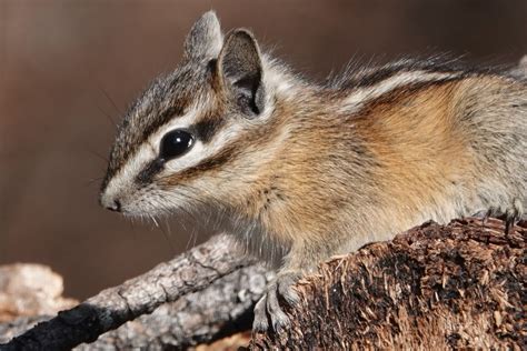 Yellow Pine Chipmunk Neotamias Amoenus Know Your Mammals