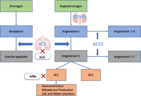What Is A Ace 2 Receptor At Indiana Seery Blog