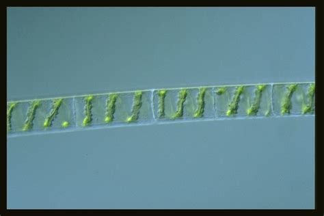 Protist Image Database Protist Image Database