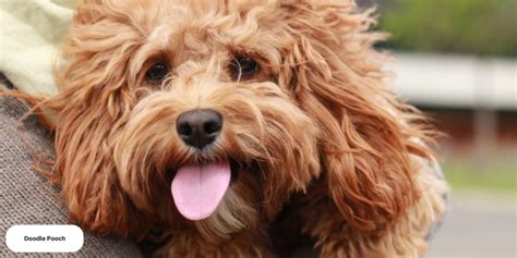 Cavapoo Behaviour Problems And How To Fix Them Doodle Pooch Designs