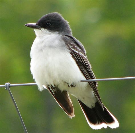 Eastern Kingbird Flying