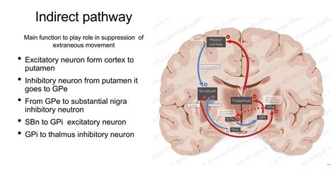 Basal Ganglia Diagram Pathway