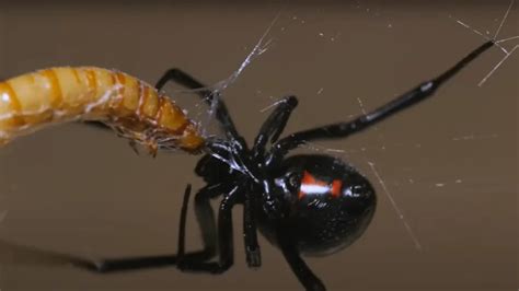 Black Widow Spider Identification With Pictures