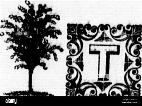 The Trees Of America Microform Native And Foreign Pictorially