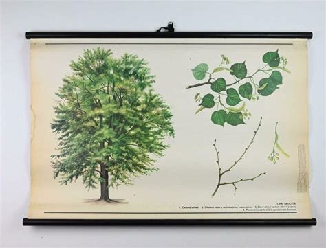 Littleleaf Linden Vintage Educational Chart Botanical School Poster
