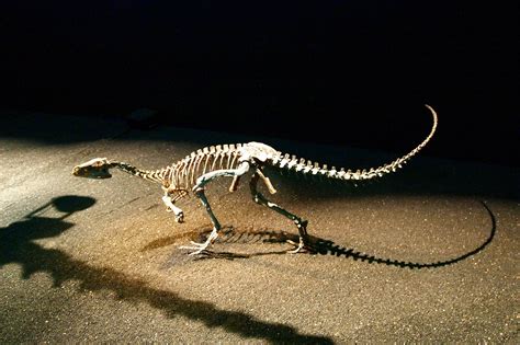 Interesting Facts About Compsognathus