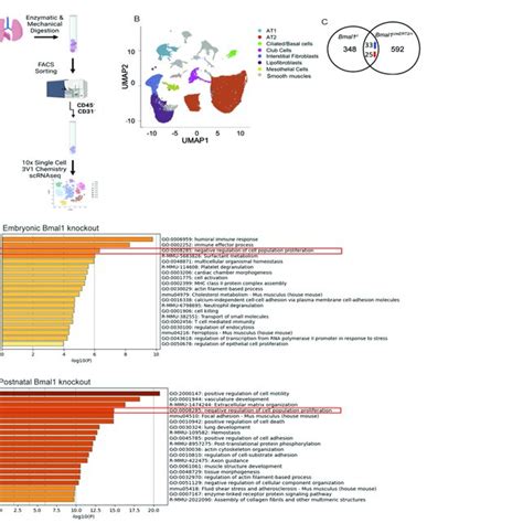 Single Cell Transcriptome Analysis Of Bmal1 Lung Cells Reveals
