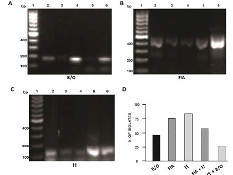 Detection And Quantification Of The Various Kinds Of Plasmid Families Download Scientific