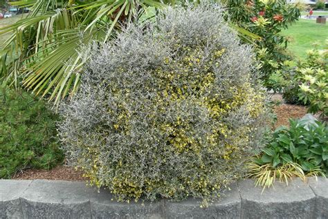 Corokia What Is It And What Are Its Worries Global Gardening Secrets