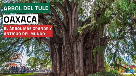 Árbol Del Tule Oaxaca El árbol Más Grande Del País Youtube
