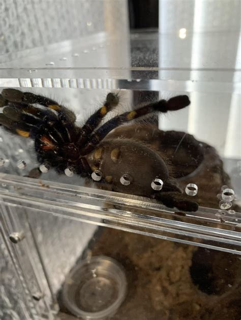 Helping Sex My Metallica Rtarantulas