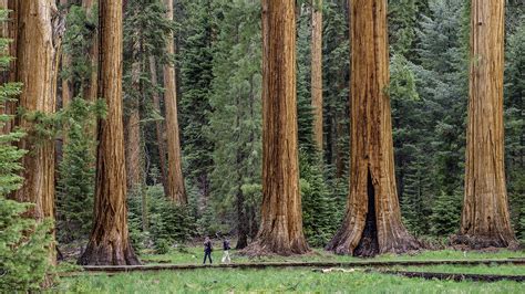 Giant Sequoia Range Tclf