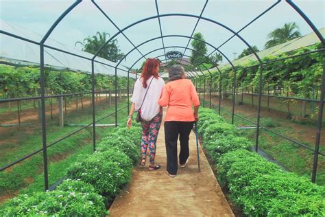 картинки поле ферма цветок инструмент почва сельское хозяйство сад Оранжерея Плантация