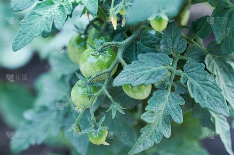 温室里的圣女果在树枝上成熟了。园艺，回归自给农业。