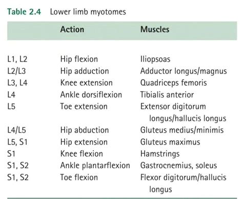 Lower Limb Myotomes Medizzy