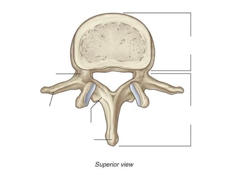 Typical Vertbrae Quiz
