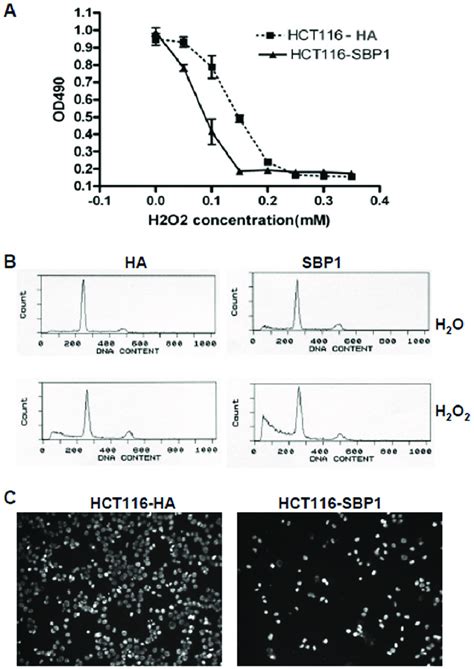Sbp1 Had Tumor Suppressive Functions A Hct116 Cells Transfected With