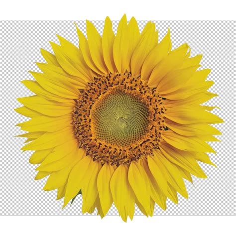 Premium Psd A Sunflower With A Green Center That Says Quot Sunflower Quot