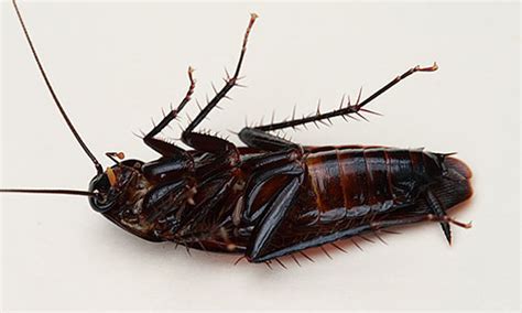 Cockroach Pest Control Expert Cockroach Removal Flick